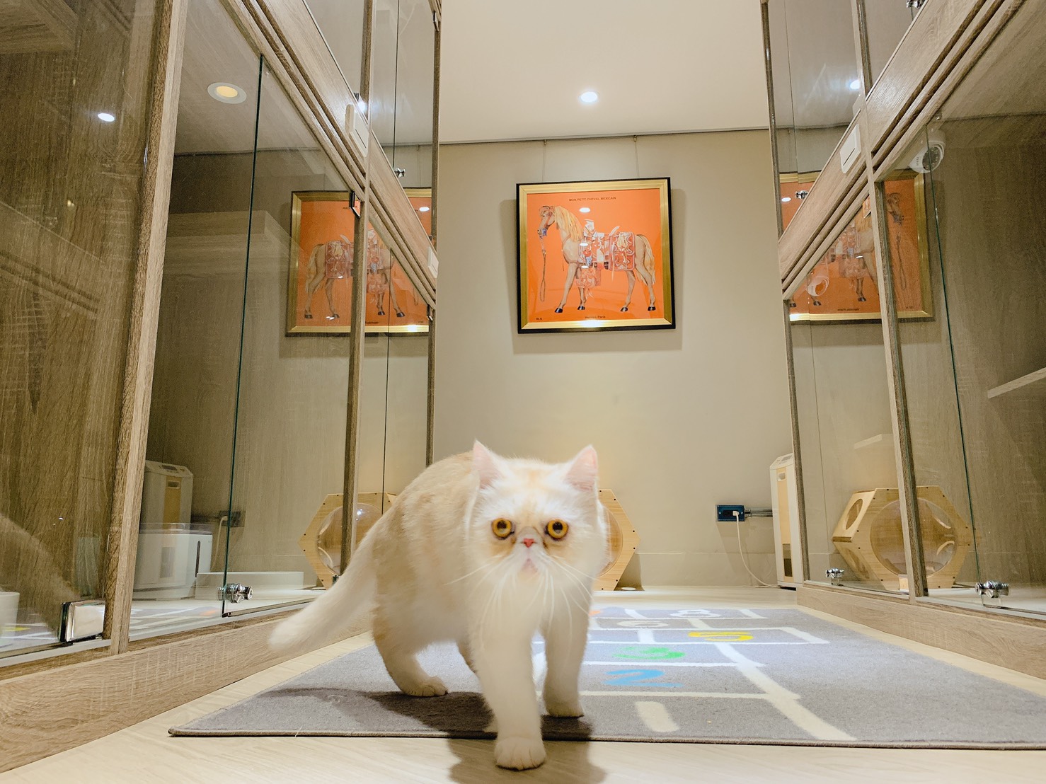 Hercat.愛貓仕貓咪旅館