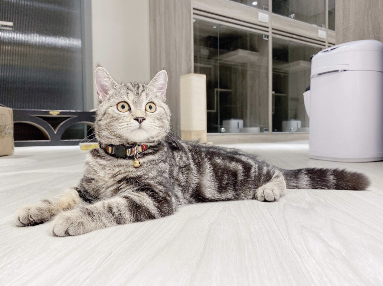 Hercat.愛貓仕貓咪旅館