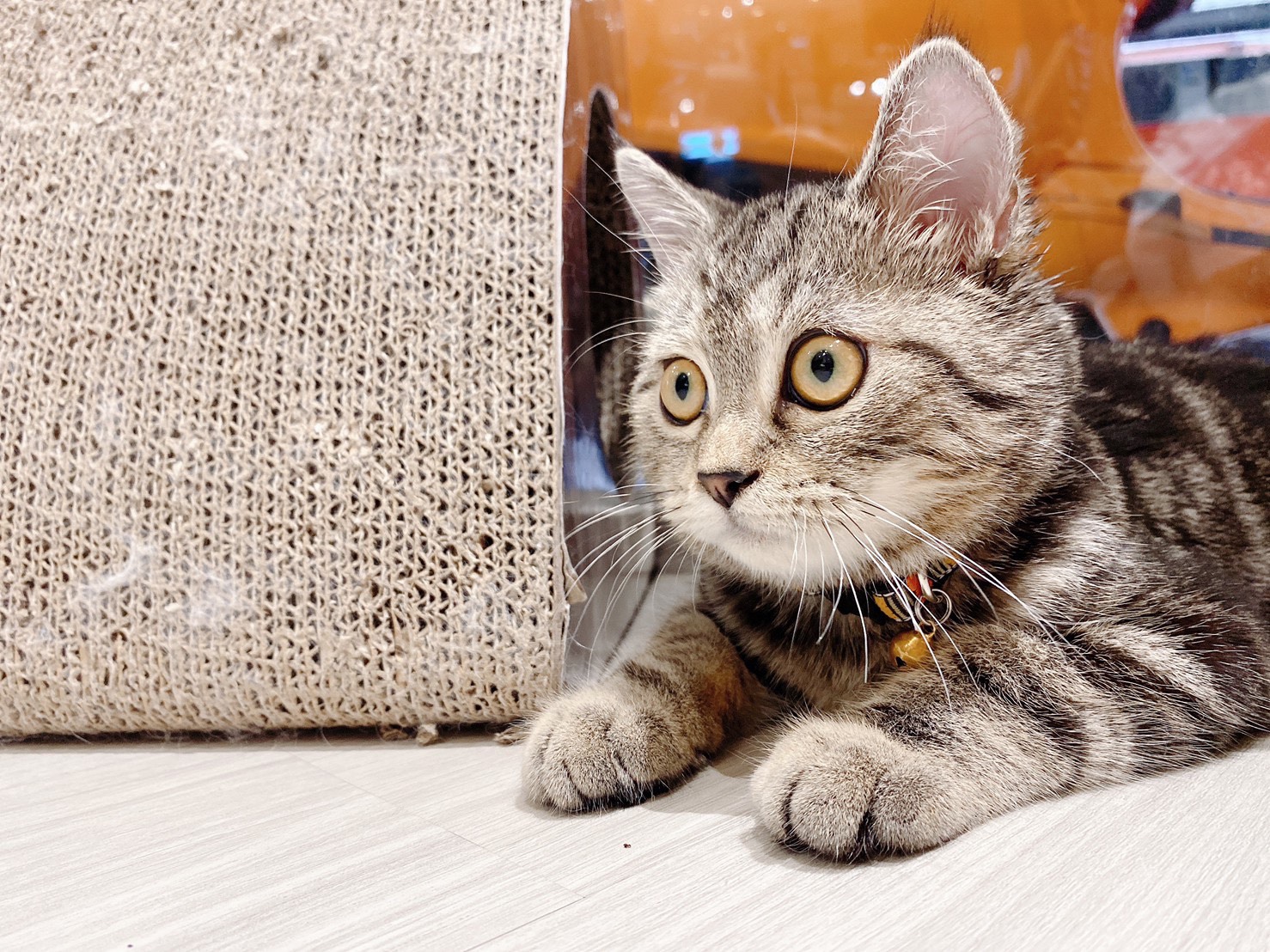 Hercat.愛貓仕貓咪旅館